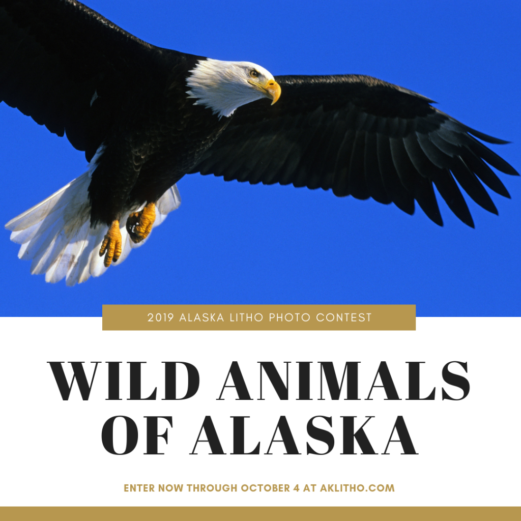 ‘Wild Animals of Alaska’ photo contest is open - Alaska Litho